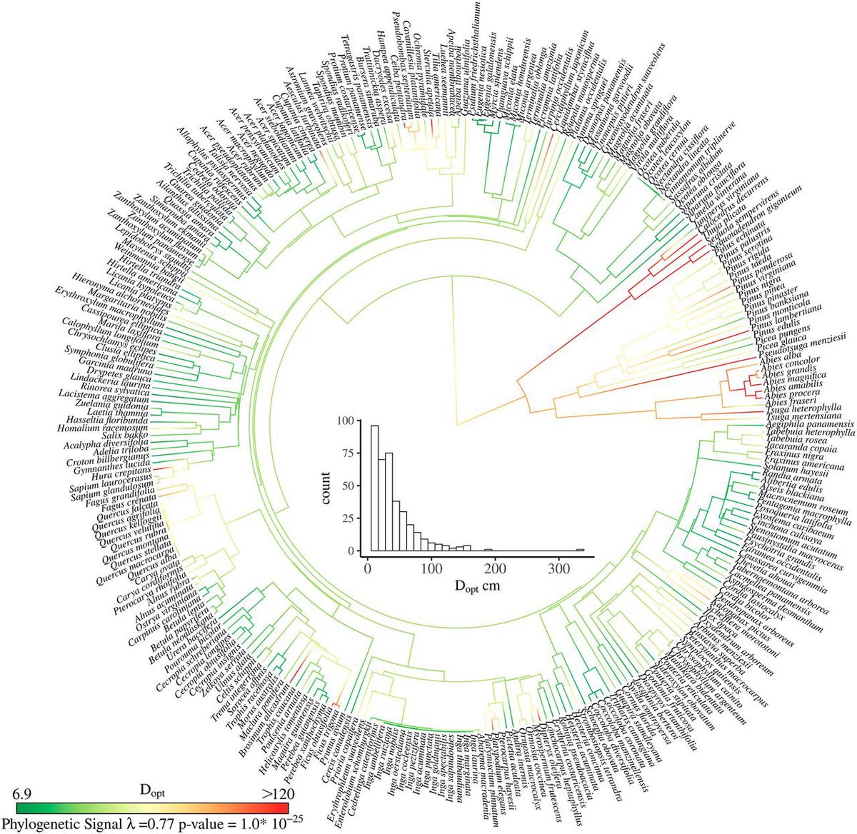Is there tree senescence? The fecundity evidence | Qiu lab at Duke ...